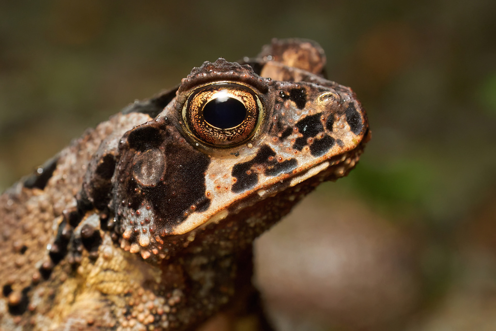 Wet Forest Toad (Lago de Apanás-Asturias, Jinotega, Nicaragua ...