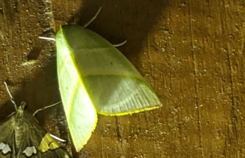 Butterflies and Moths in August 2023 by Priya Singh · iNaturalist