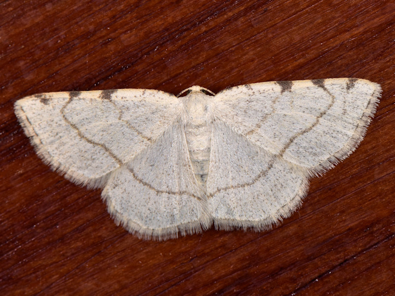 Dorset Cream Wave (Moths of Antequera (Málaga/ Andalusia/ Spain ...