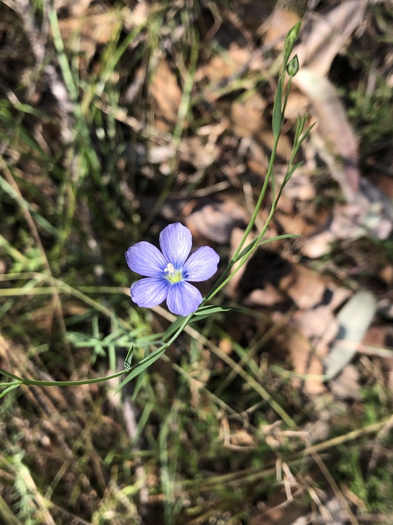 Australian Flax from Sydney Olympic Park, Sydney Olympic Park, NSW, AU ...