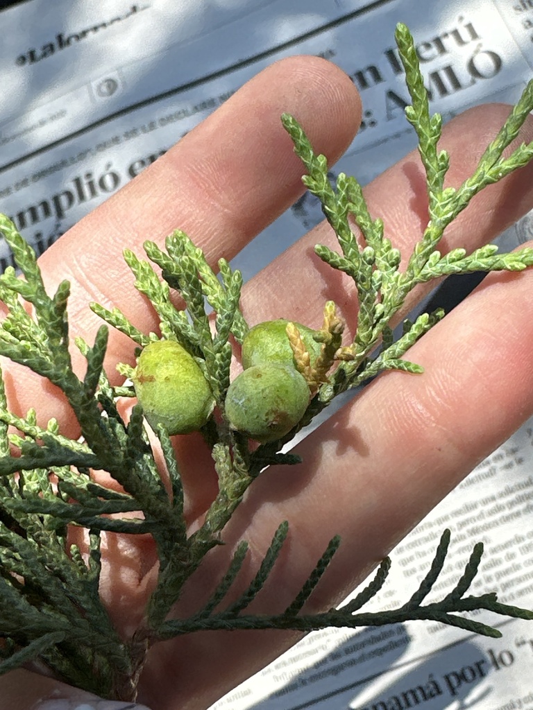 alligator juniper from Huamantla, MX-TL, MX on September 12, 2023 at 11 ...