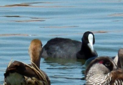 Eurasian Coot from Broome WA, Australia on September 22, 2019 at 02:38 ...