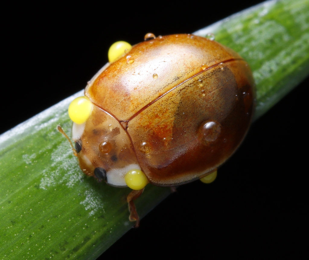 Yedo Lady Beetle from 重庆市北碚区 on September 12, 2023 at 08:12 PM by ...