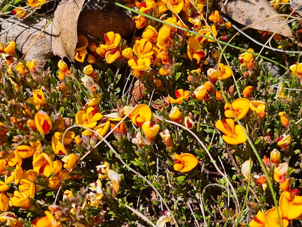 Pultenaea microphylla from Portland NSW 2847, Australia on September 13 ...