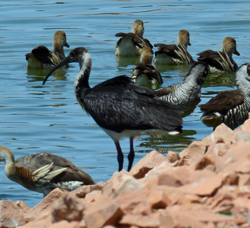 Straw-necked Ibis from Broome WA, Australia on September 22, 2019 at 02 ...