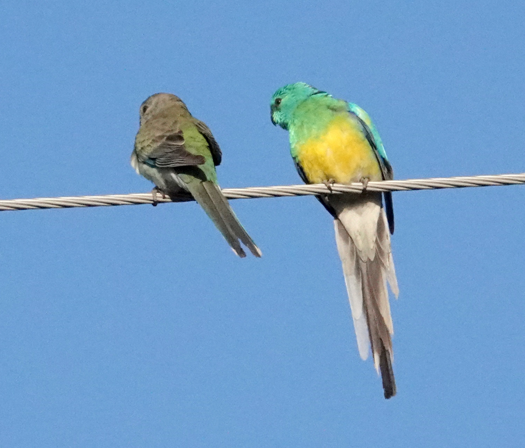 Red-rumped Parrot from Pelican Rest Caravan park, St George QLD 4487 ...