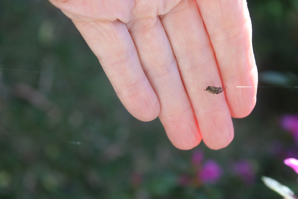 Eastern Bush Orbweaver from Smiths Lake NSW 2428, Australia on ...