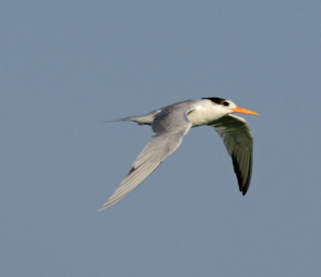 Lesser Crested Tern from Broome WA, Australia on September 23, 2019 at 07:22 PM by Insect ...