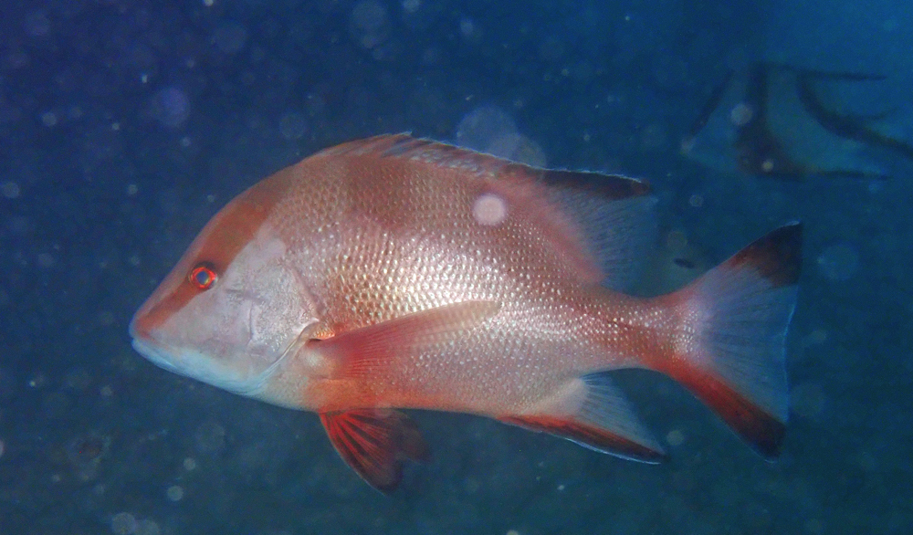 Red Emperor Snapper from Sunshine Coast QLD, Australia on September 8 ...