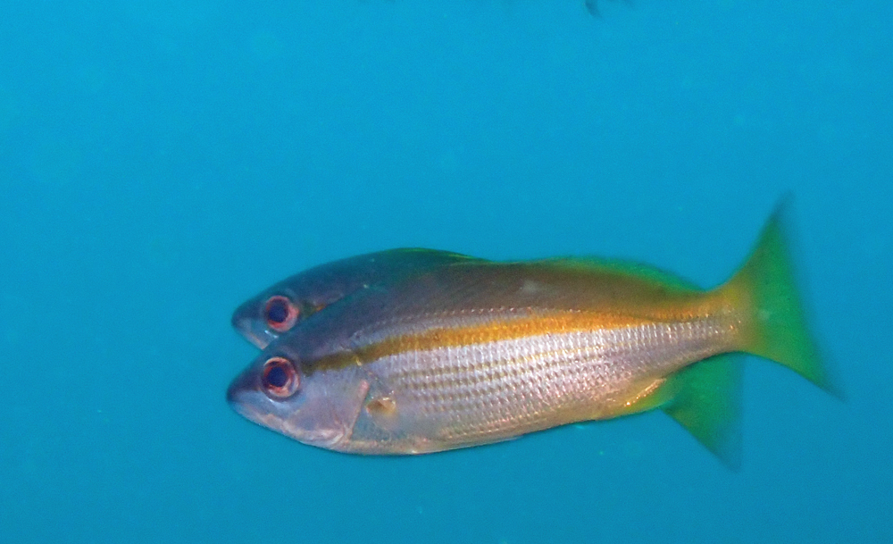 Bigeye Snapper from Sunshine Coast QLD, Australia on September 8, 2023 ...