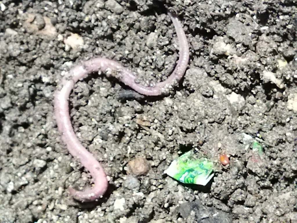 Common Earthworm from Davao City, PH-DS, PH on September 6, 2023 at 12: ...