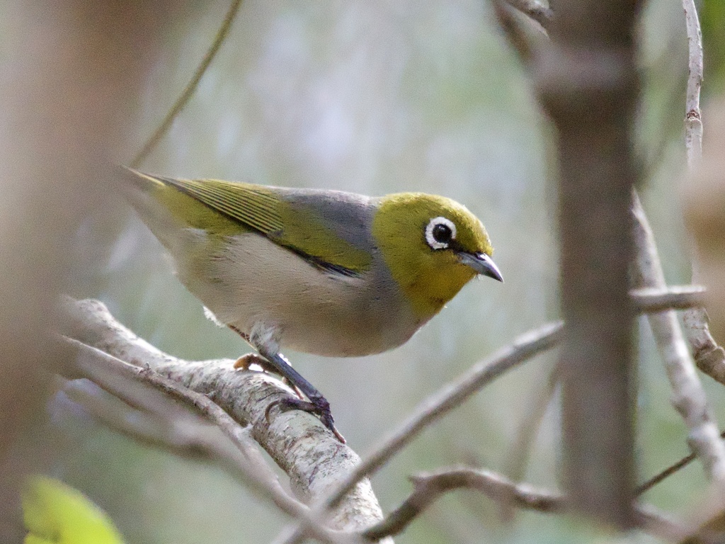 Silvereye from Chelsea Rd, Ransome, QLD, AU on September 12, 2023 at 11 ...
