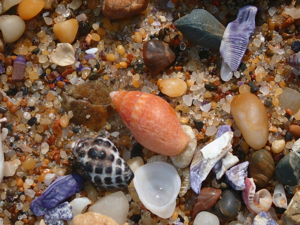 Tortoise Dove Shell from Minnie Water NSW 2462, Australia on September ...