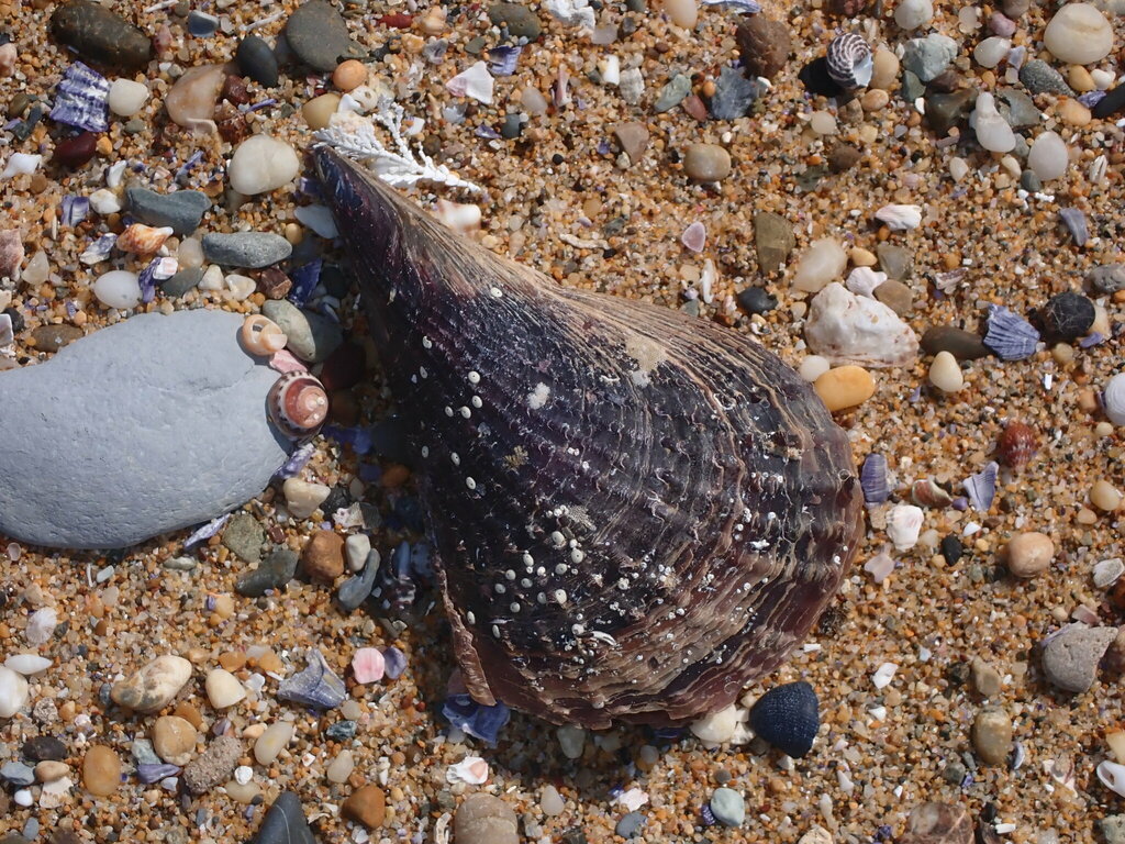 Pinna from Minnie Water NSW 2462, Australia on September 13, 2023 at 09 ...