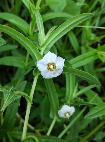 Variety Trichodesma indicum indicum · iNaturalist