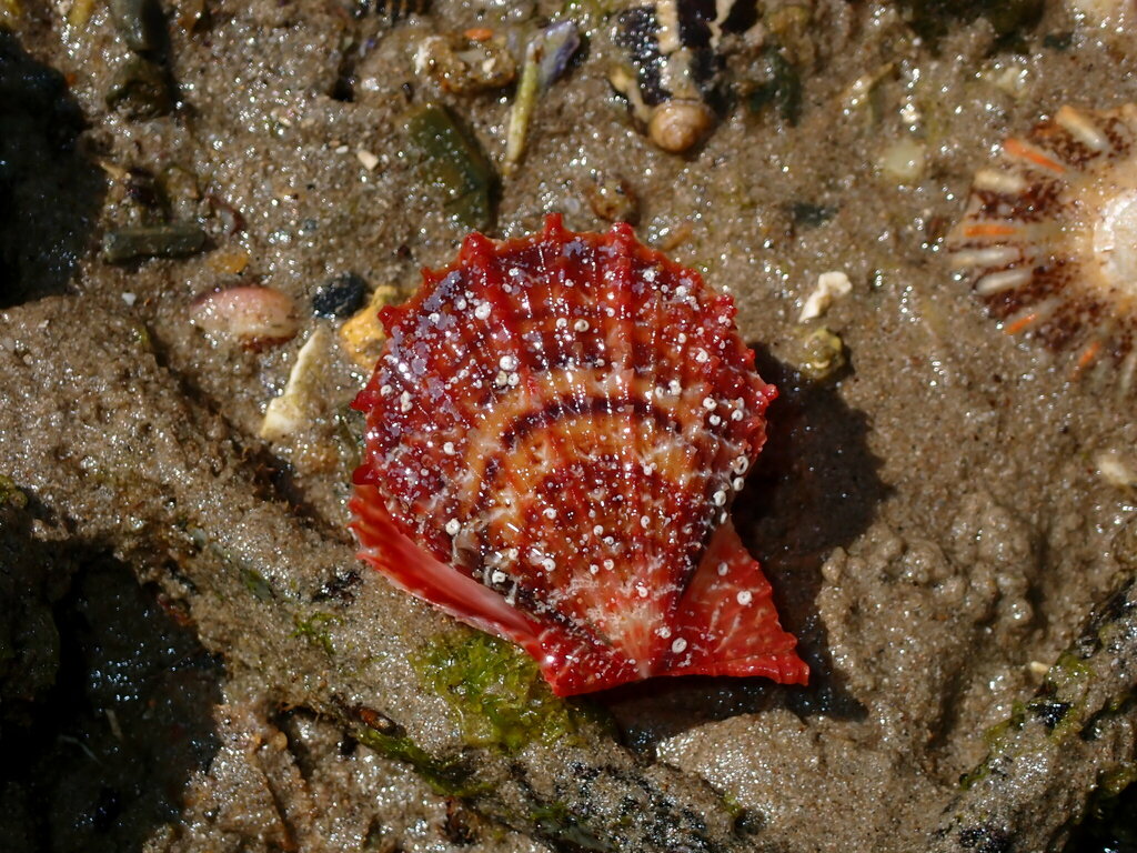 Livid Fan Scallop from Minnie Water NSW 2462, Australia on September 13 ...