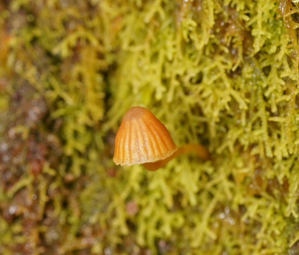 Moss Bell from Melbourne VIC, Australia on September 10, 2023 at 03:34 ...