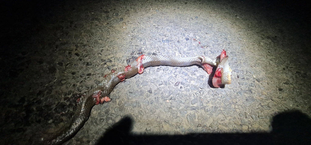 Grey Snake from Wee Waa NSW 2388, Australia on September 7, 2023 at 07: ...