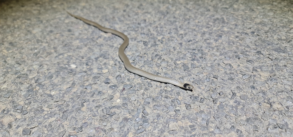 Grey Snake from Wee Waa NSW 2388, Australia on September 7, 2023 at 07: ...