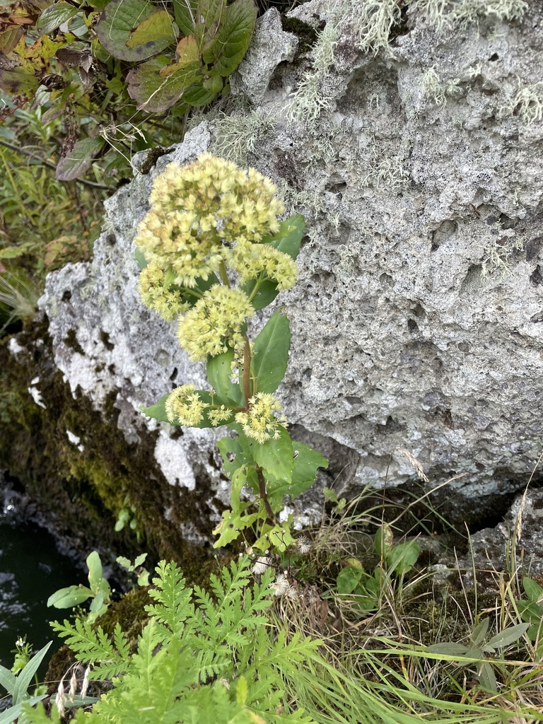 Hylotelephium verticillatum from Kuril'skiy rayon, RU-SL, RU on ...