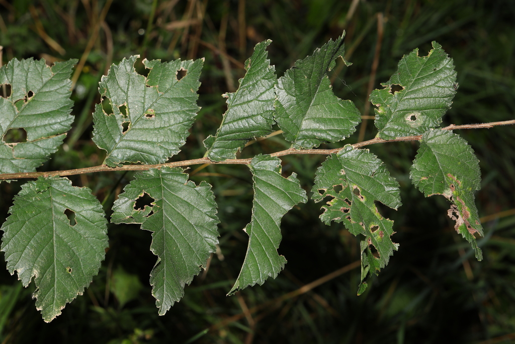 Field Elm from Sefton Park, Mossley Hill Drive, Mossley Hill, Liverpool ...