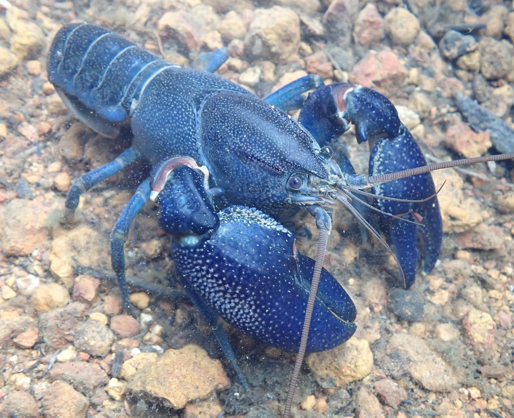 Koonac in September 2023 by simono. Rare blue colour. · iNaturalist