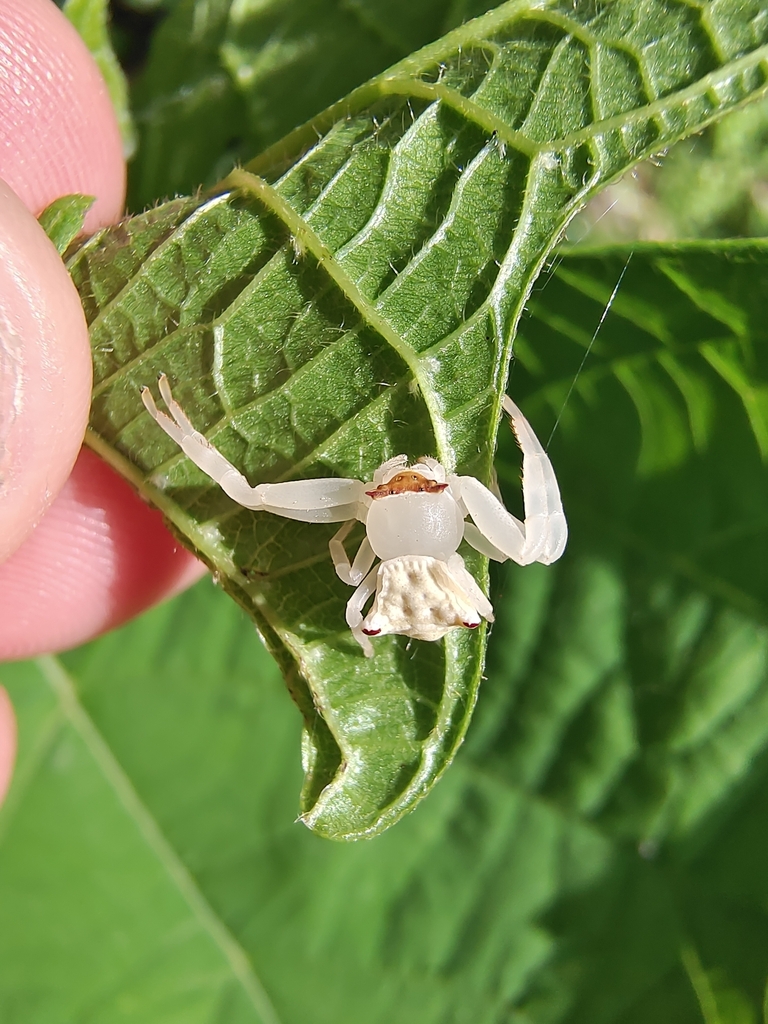 Masked Crab Spider from Yichun, CN-JX, CN on July 4, 2023 at 09:33 AM ...