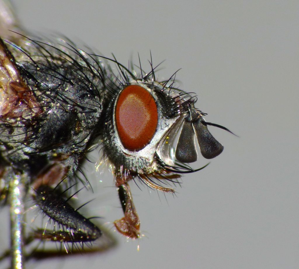 Campylia from Dunedin - Tomahawk Lagoon on February 23, 2019 by Steve ...