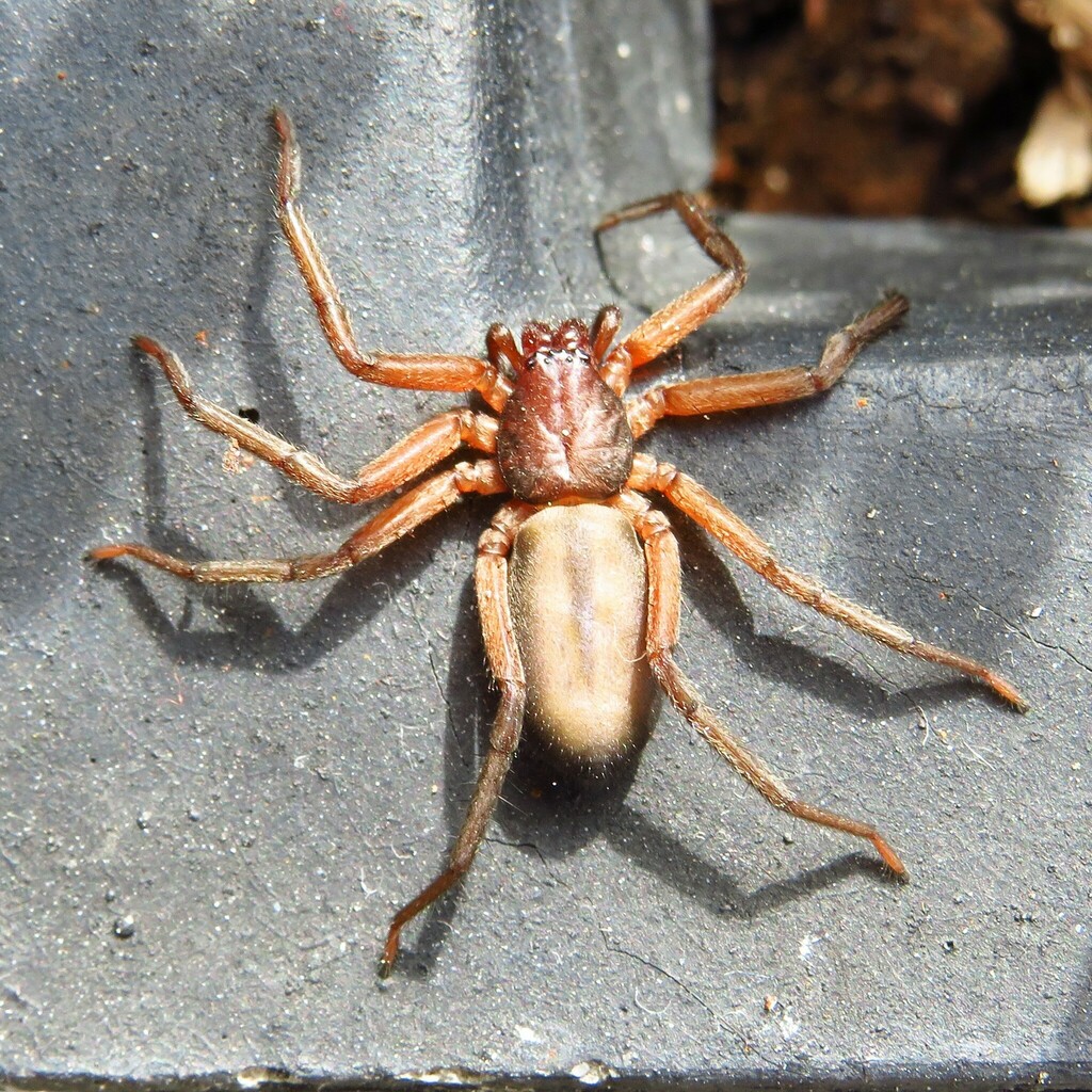 Scorpion Flat Spiders from Wallaga Lake NSW 2546, Australia on August ...