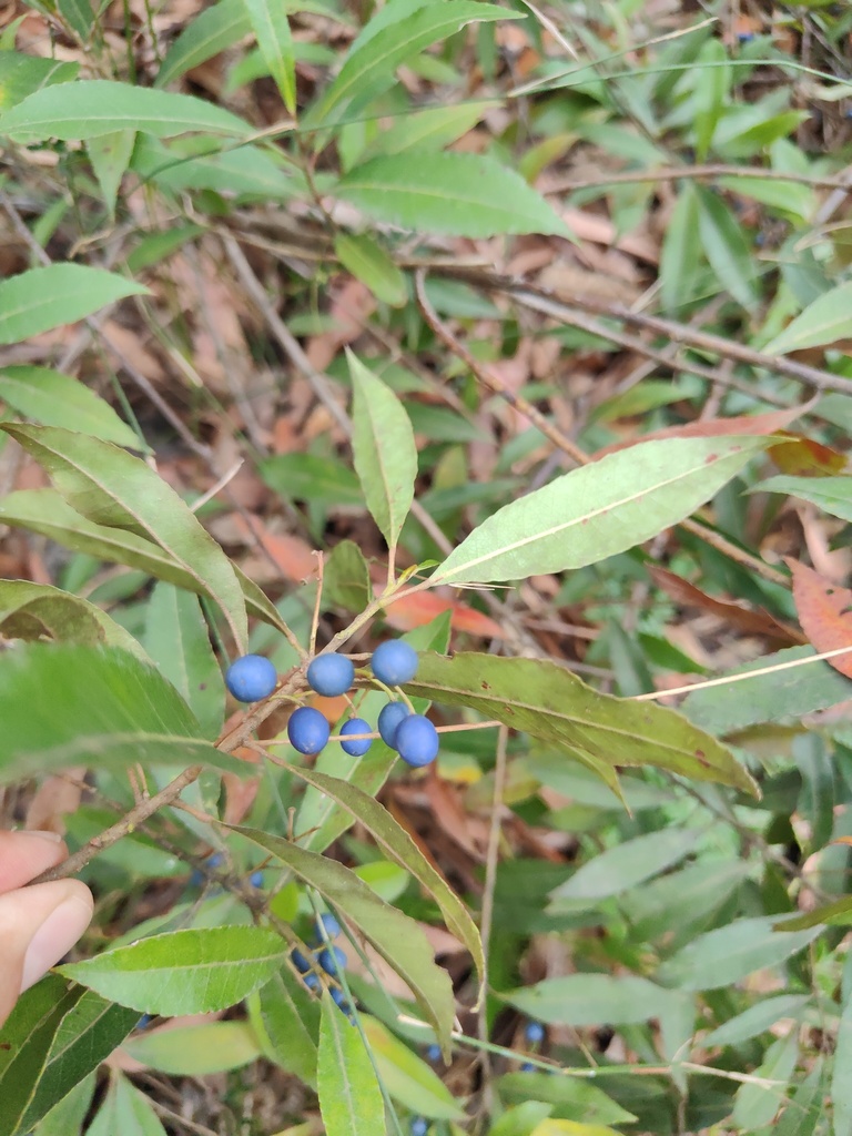 Blueberry ash from Yuraygir, Clarence Valley- Coast, New South Wales ...