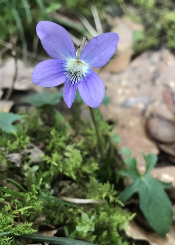 salad violet (Viola esculenta) · iNaturalist