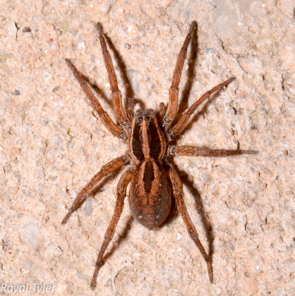Tigrosa annexa (Emerald Coast Spiders) · iNaturalist