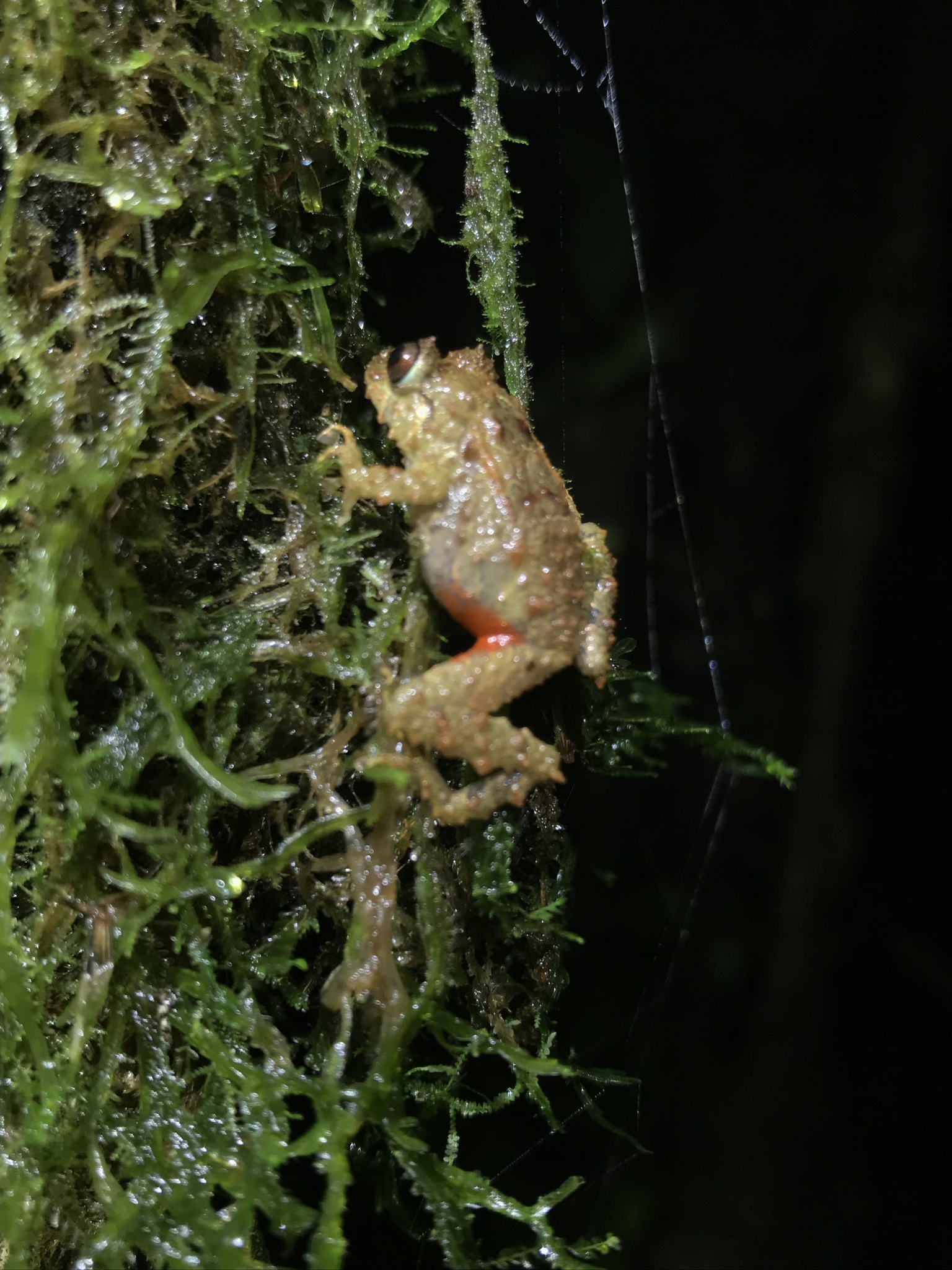 Pristimantis verecundus (Lynch & Burrowes, 1990)