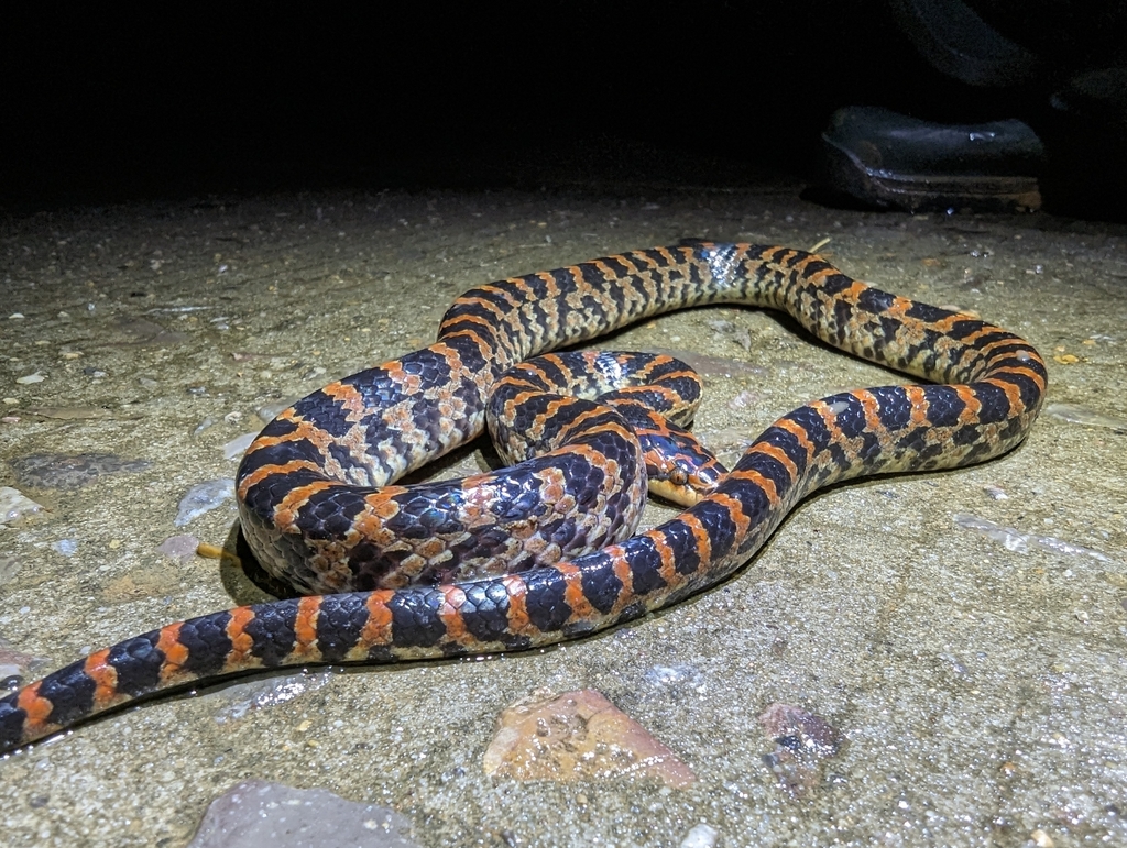 Red-banded Snake from 中国212445 on September 12, 2023 at 11:36 PM by ...