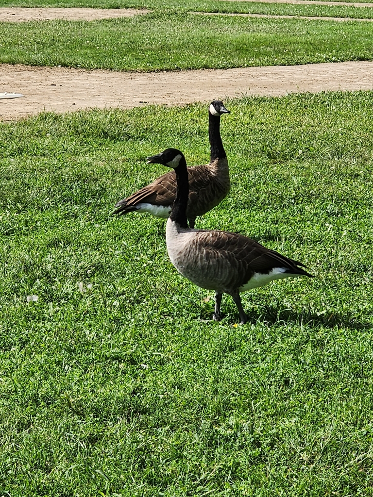 Canada Goose from South Peabody, Peabody, MA 01960, USA on September 12 ...