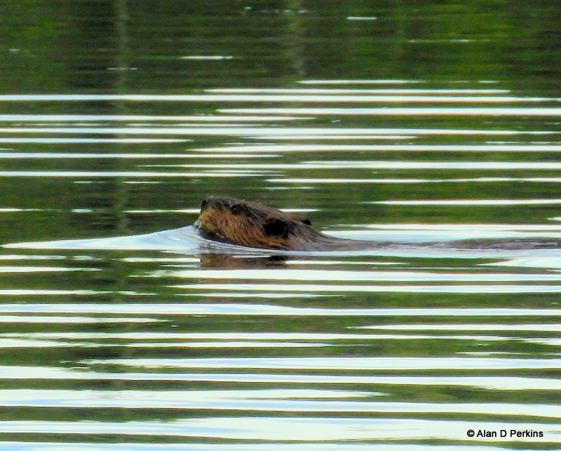 American Beaver from Nottingham, NH, USA on September 12, 2023 at 05:56 ...
