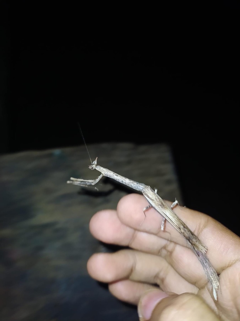 Toxoderopsis from Magway, MM on September 12, 2023 at 08:15 PM by ...