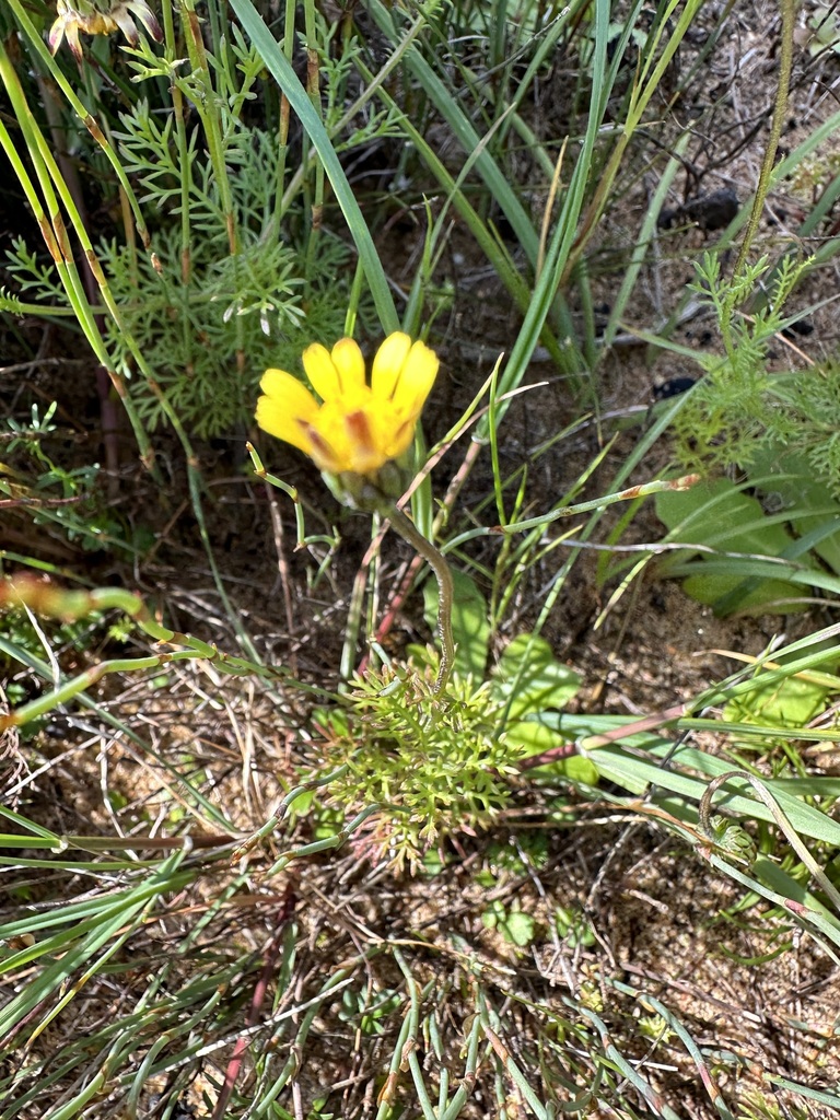 Creeping Paraseed from Overberg District Municipality, South Africa on ...