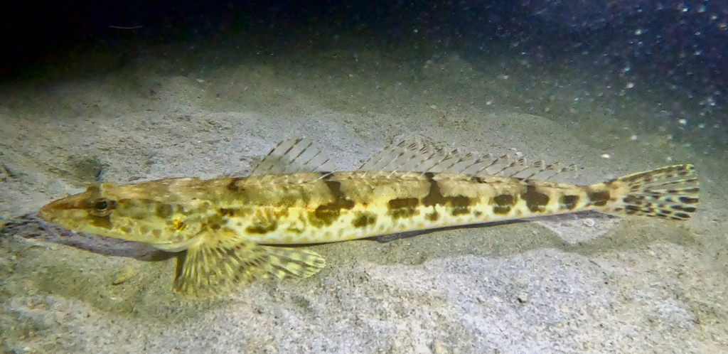 Rock Flathead (Platycephalus laevigatus) - Marine Life Identification