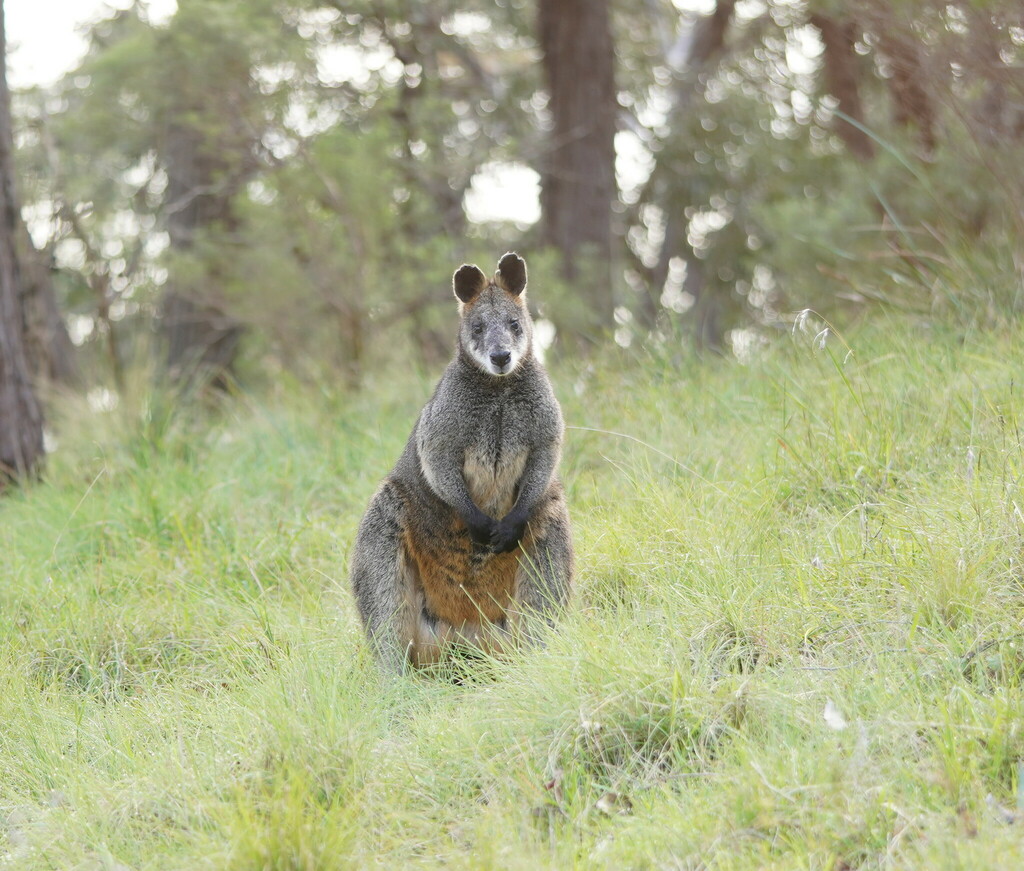 Swamp Wallaby from Melbourne VIC, Australia on September 11, 2023 at 09 ...