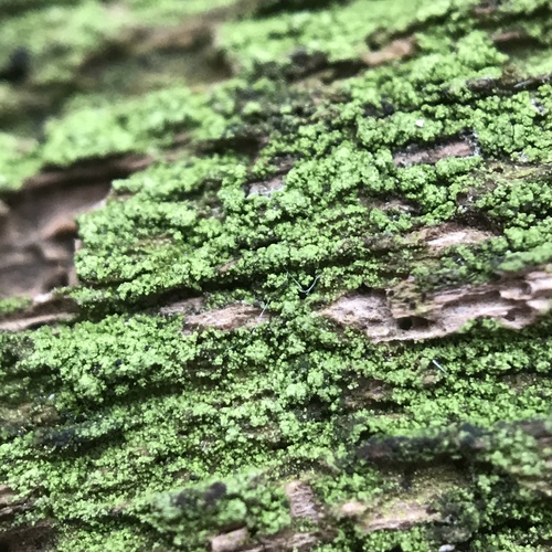 Micarea soralifera · iNaturalist
