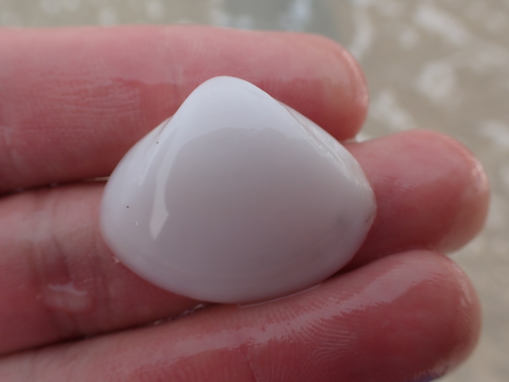 Rayed Trough Shell from Ionian Islands, Peloponnese, Western Greece and ...