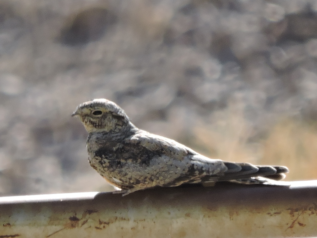 Typical Nighthawks from Meoqui, Chih., México on September 12, 2023 at ...