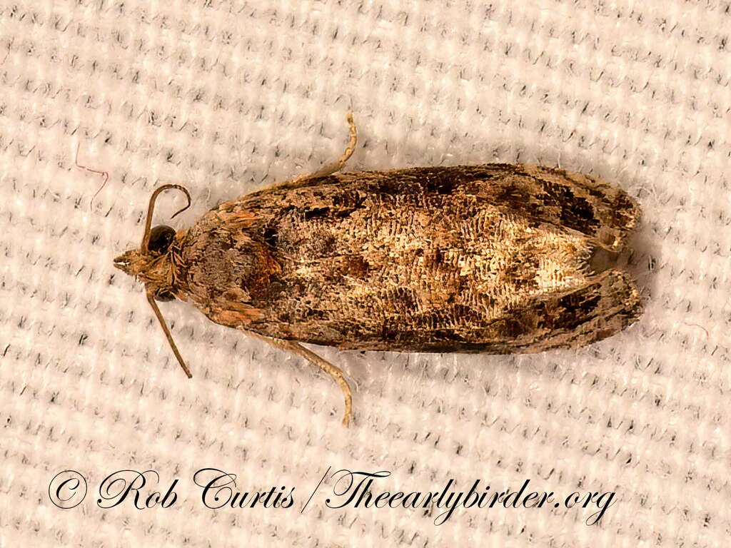 Verbena Bud Moth from Warsaw, IL 62379 on September 5, 2023 at 12:12 AM ...