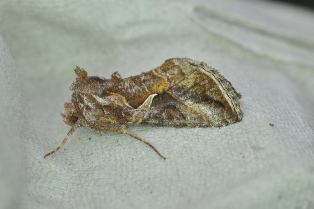 Autographa rubidus from Abitibi-Témiscamingue, QC, Canada on June 9 ...