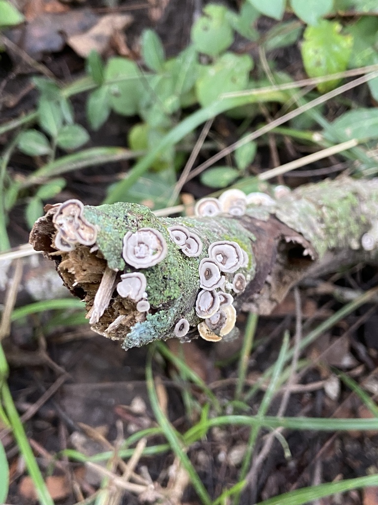 little nest polypore from George Washington Carver National Monument ...