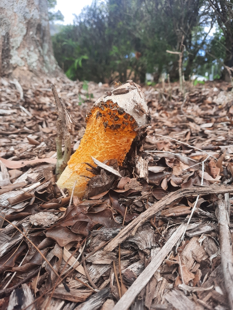 Phallus multicolor from A4, Smithfield QLD 4878, Australia on September ...