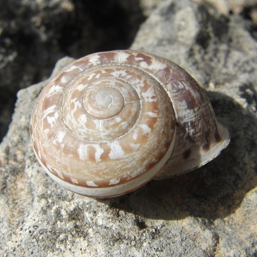 Iberus marmoratus · iNaturalist