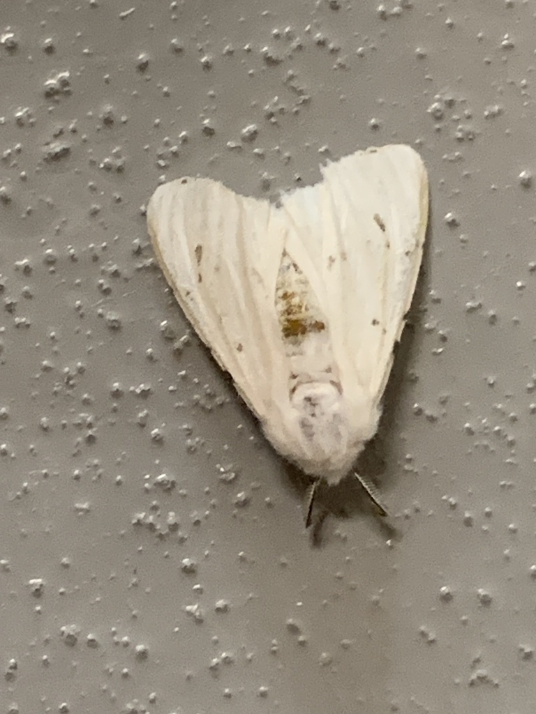 Fall Webworm Moth from camp mohawk, Alvin, TX, US on September 12, 2023 ...