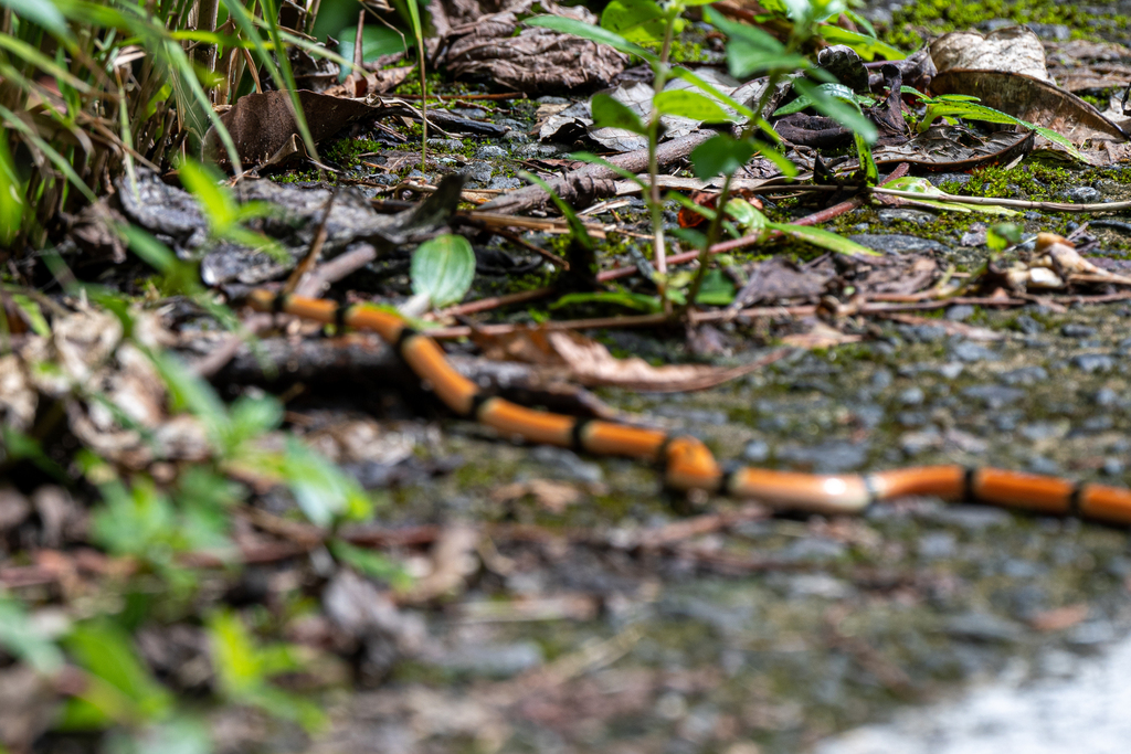 Japanese Coral Snake in August 2023 by dmitriyaronov · iNaturalist